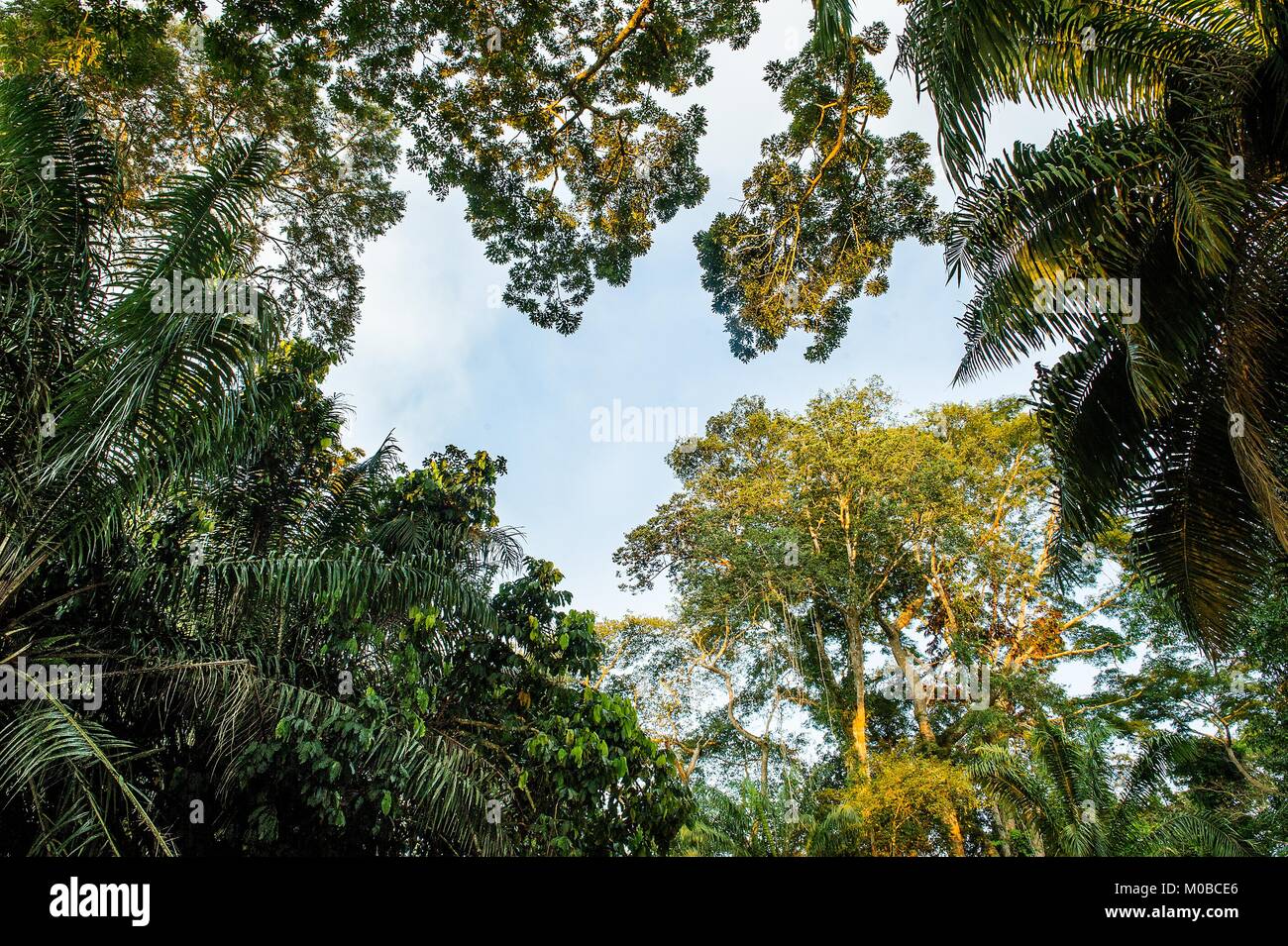 Opening of blue sky between trees branches and crowns in jungle forest ...