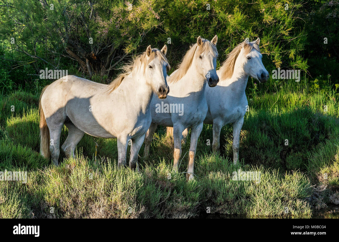 Portrait of the White Camargue Horses on the natural green background ...