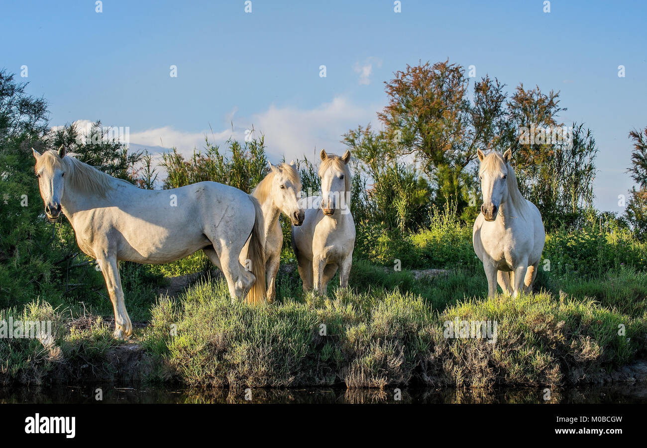 Portrait of the White Camargue Horses on the natural green background ...