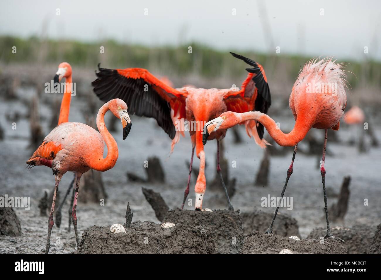 Caribbean flamingos (Phoenicopterus ruber ruber). Cuba Stock Photo - Alamy