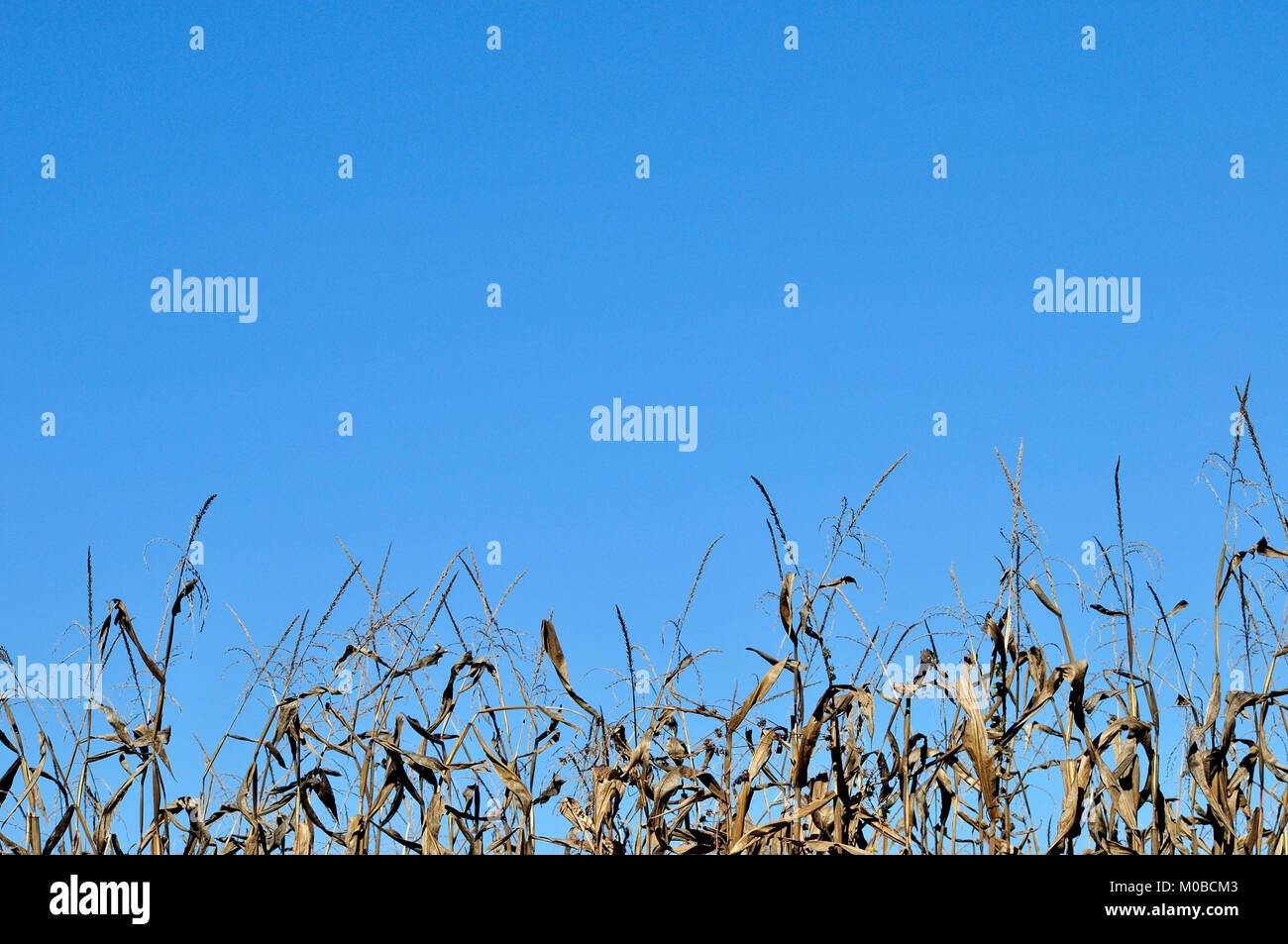 The top of Corn stalks against blue sky Stock Photo - Alamy