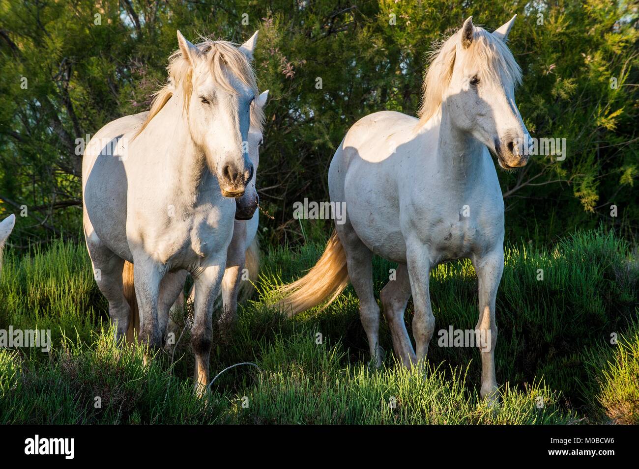 Portrait of the White Camargue Horses on the natural green background ...