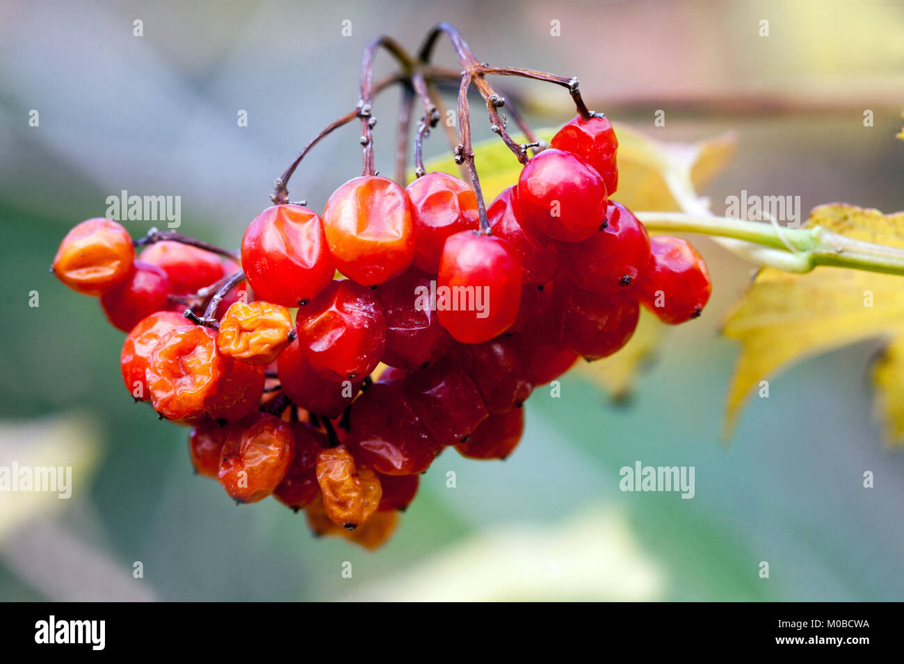 Viburnum orientale fruits Viburnum berries Stock Photo - Alamy