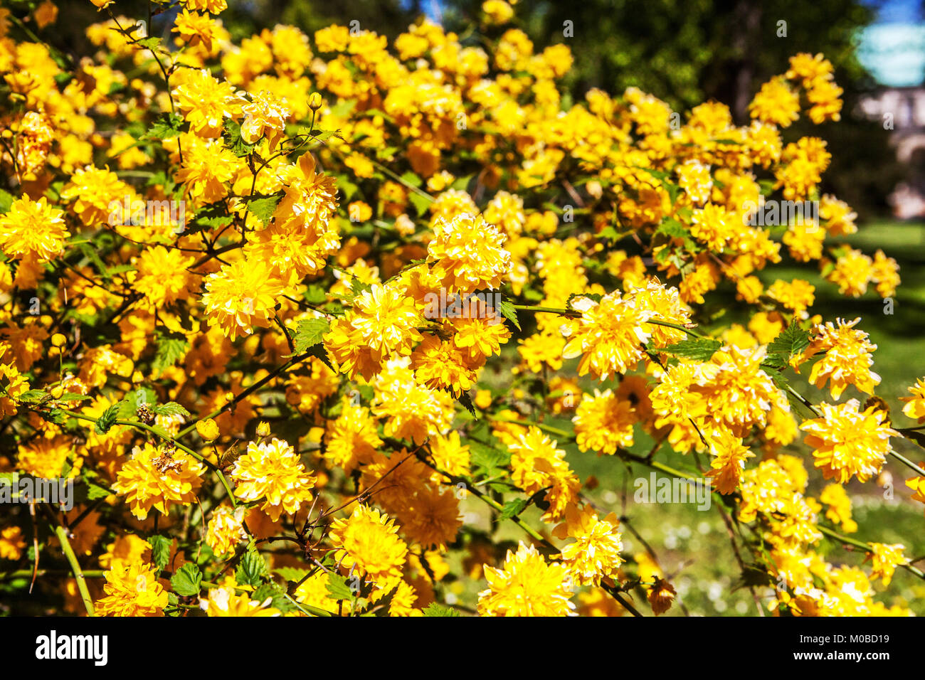 Kerria japonica Pleniflora, Japanese Rose Stock Photo - Alamy