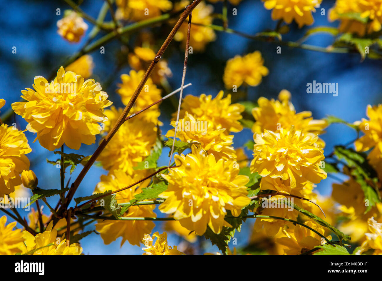Kerria japonica pleniflora hi-res stock photography and images - Alamy
