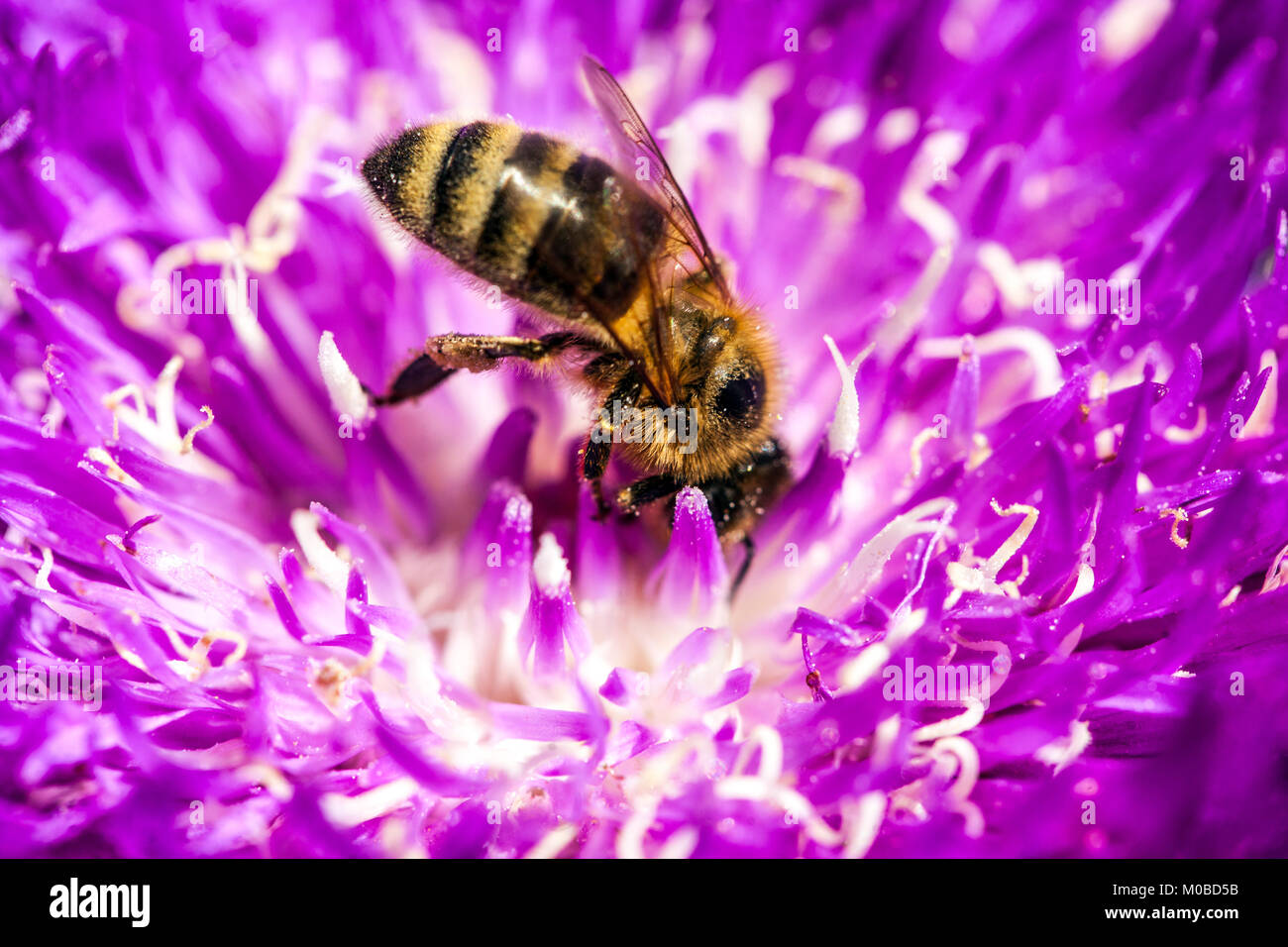 Purple close hi-res stock photography and images - Alamy