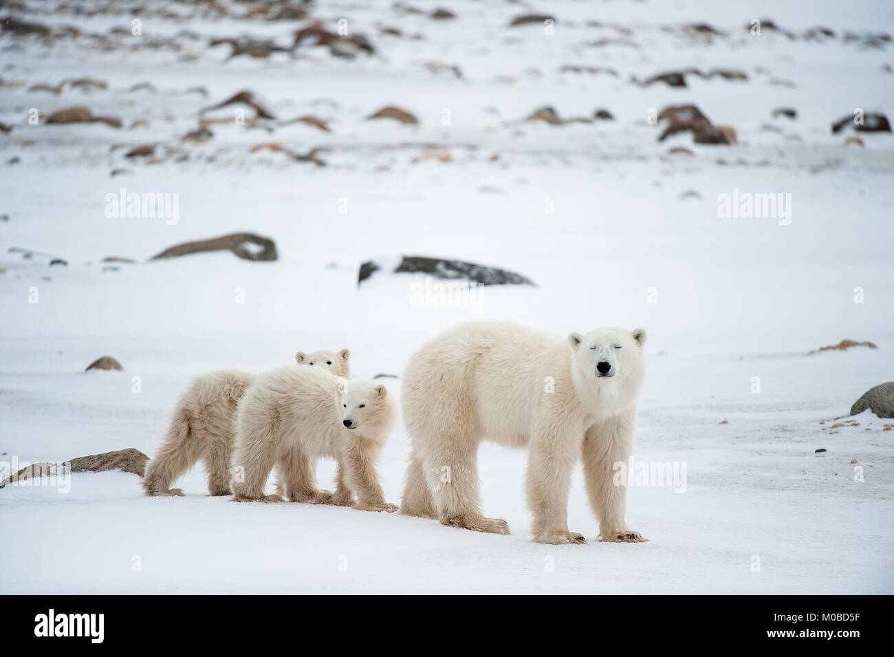 Polar she-bear with cubs. A Polar she-bear with two small bear cubs on ...