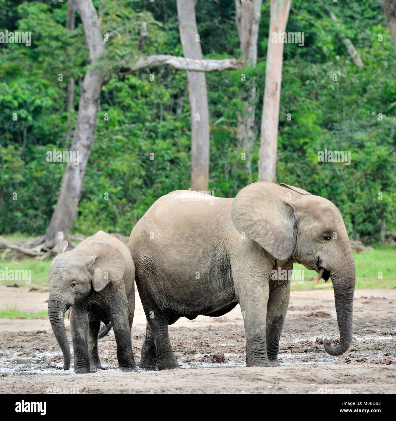 The elephant calf and elephant cow The African Forest Elephant ...