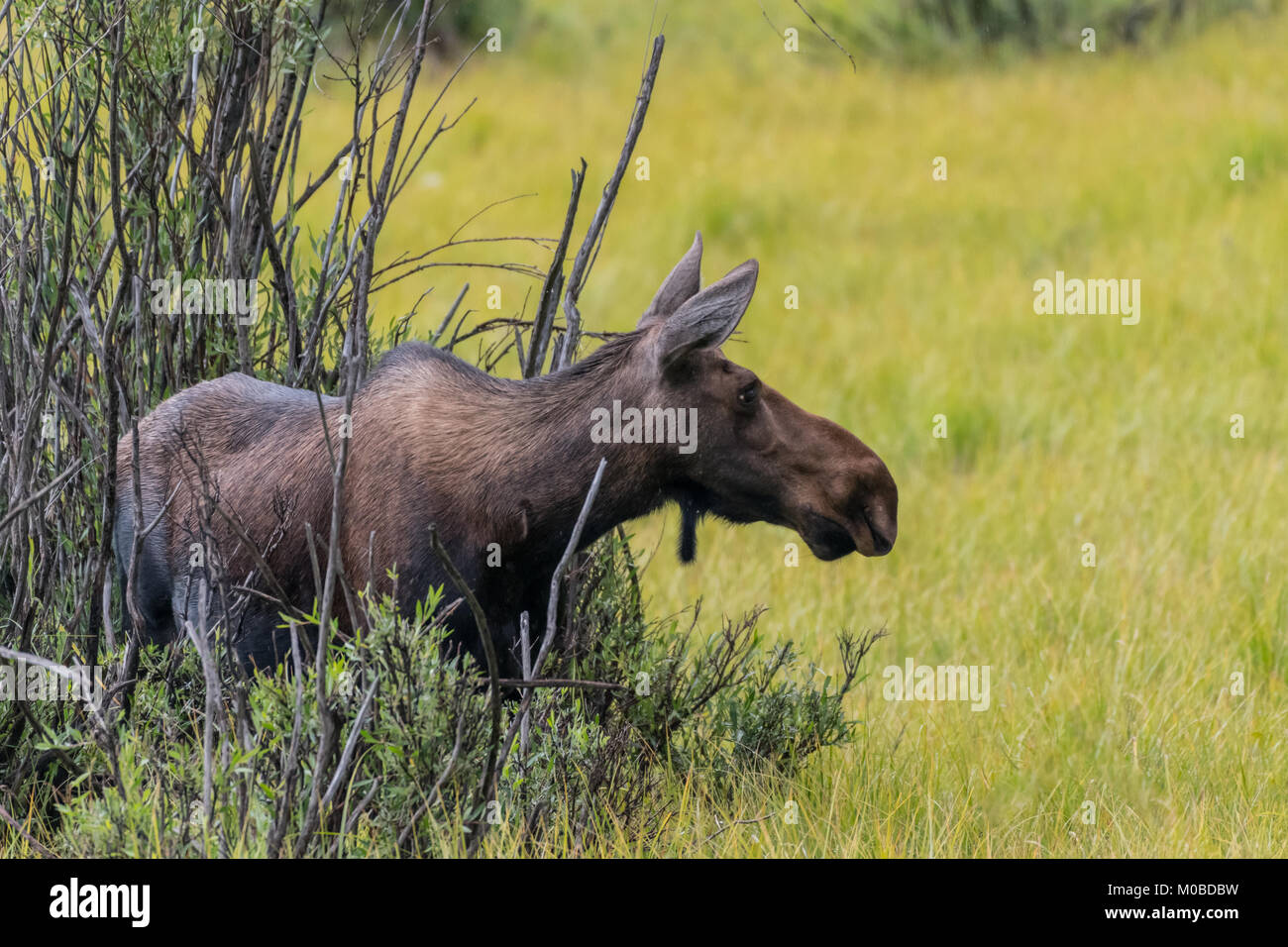 Female Moose Emerges from Willow into Grassy Field Stock Photo - Alamy