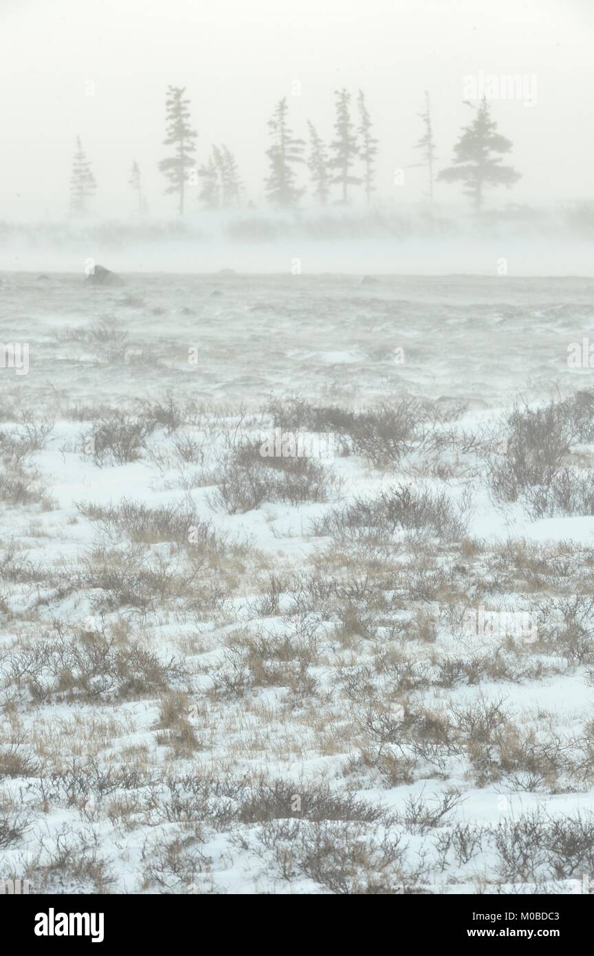 Snowstorm in tundra landscape with trees. low visibility conditions due ...