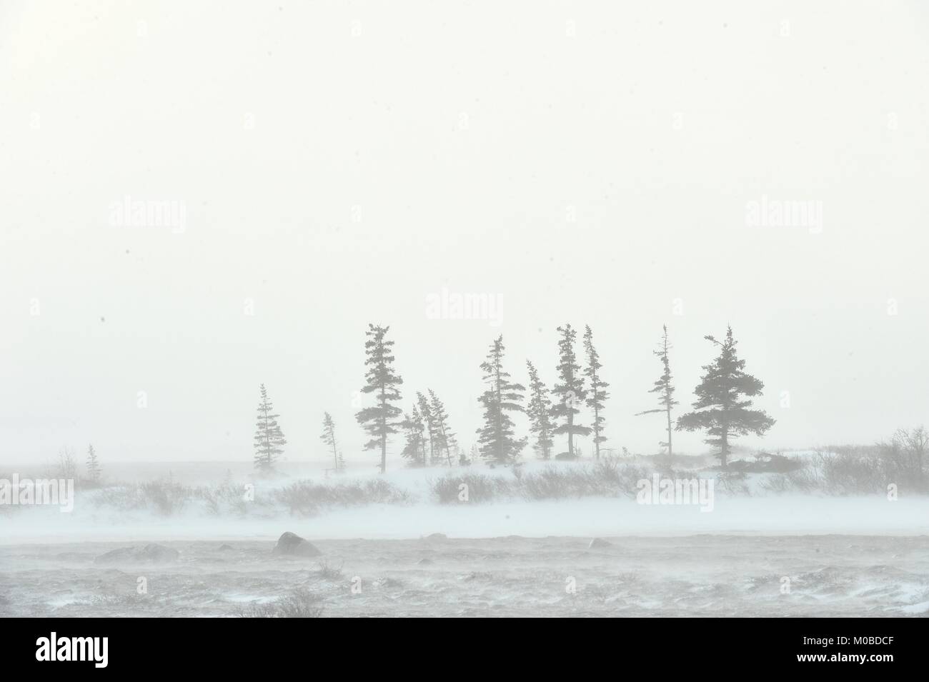 Blizzard conditions winter storm hi-res stock photography and images ...