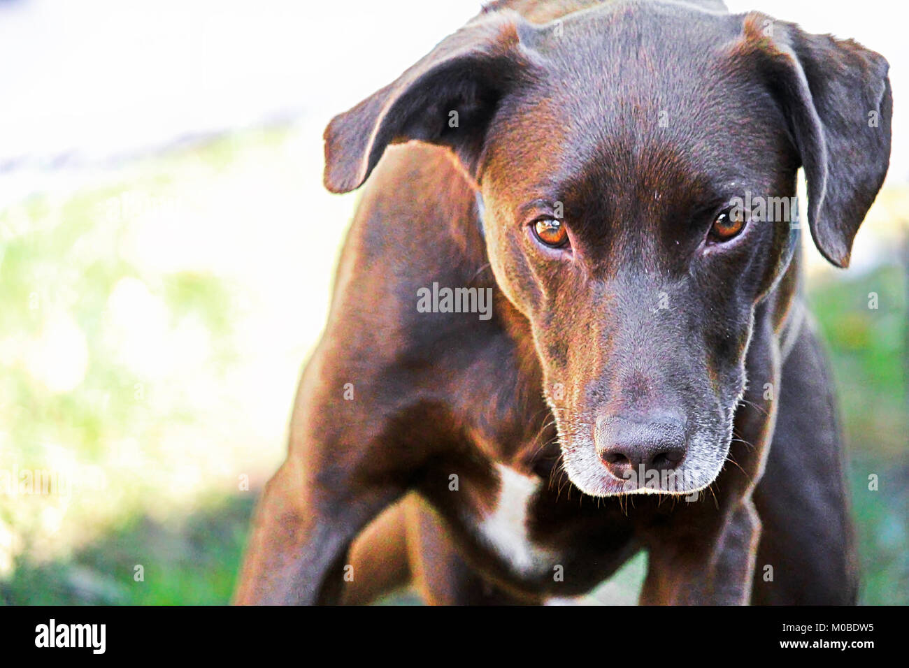 Stern Pose High Resolution Stock Photography and Images - Alamy