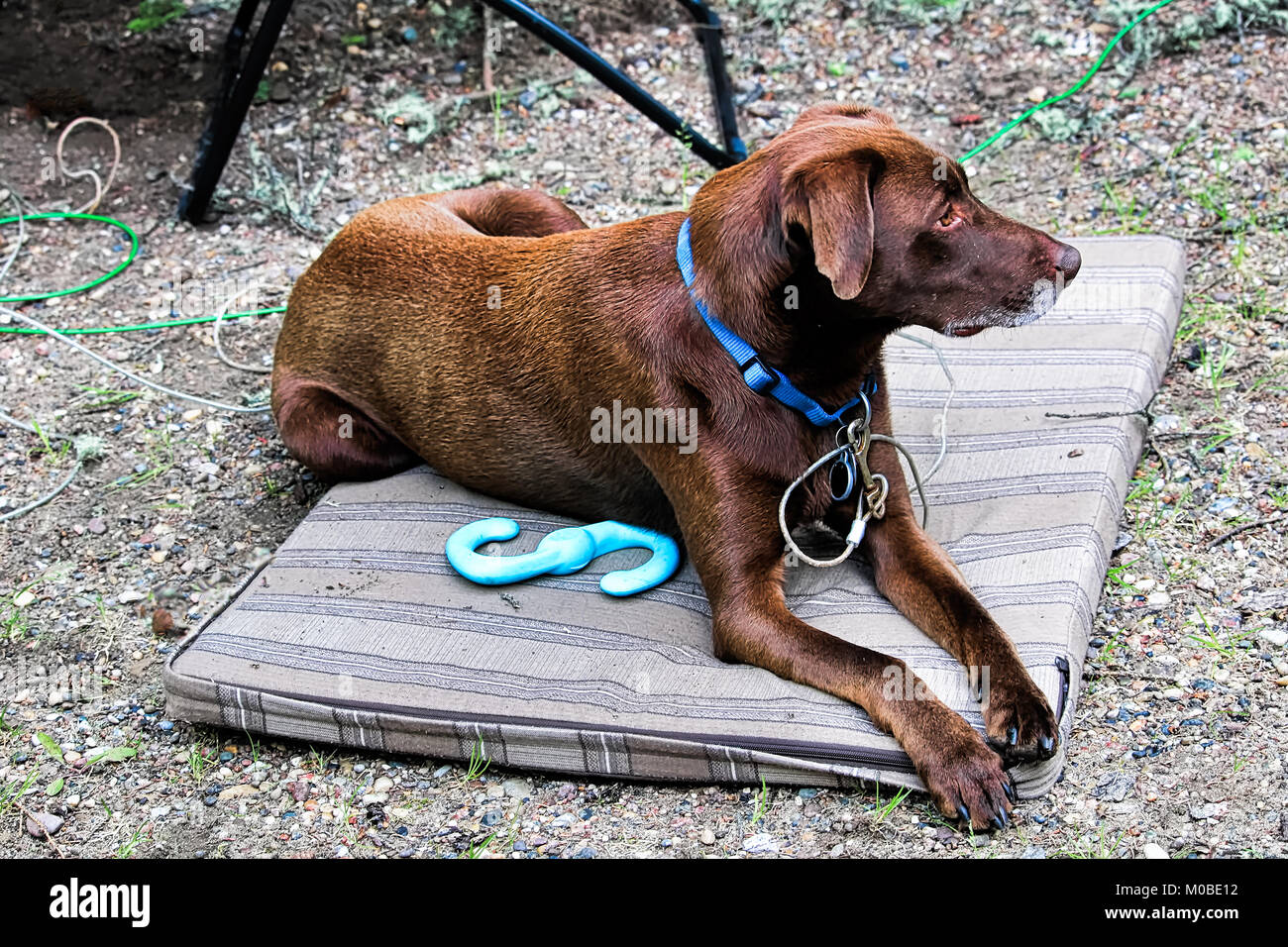 Lab sitting with toy hi-res stock photography and images - Alamy