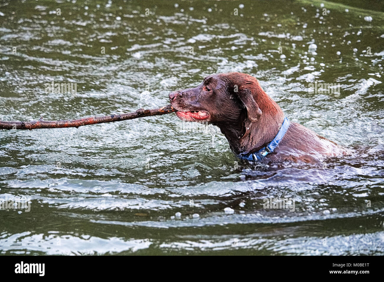 Fetch the stick hi-res stock photography and images - Alamy