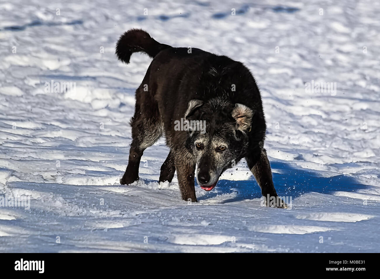 A derpy senior dog running and enjoying the snow Stock Photo - Alamy