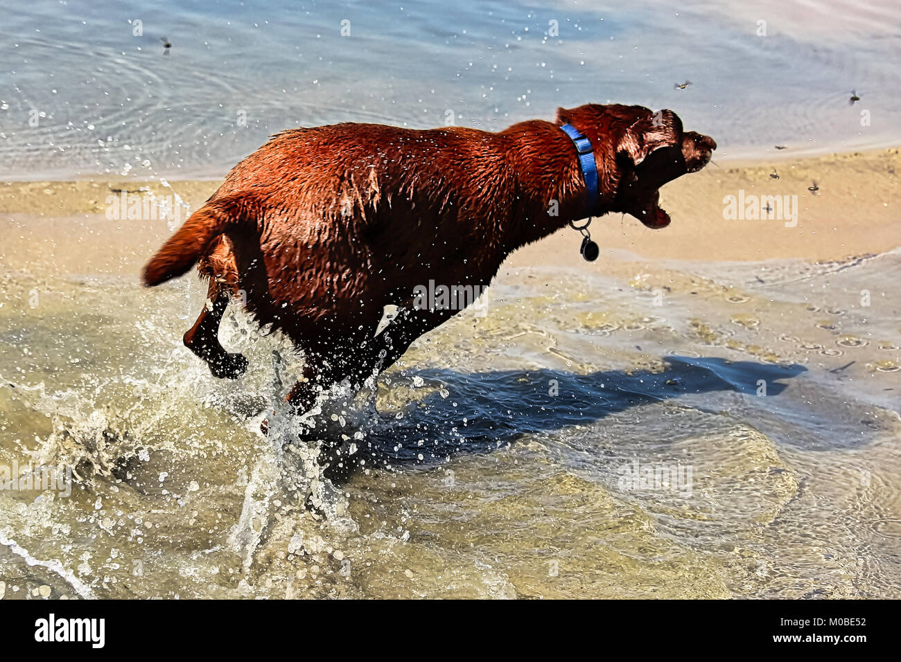 A dog chasing flies by the water Stock Photo - Alamy