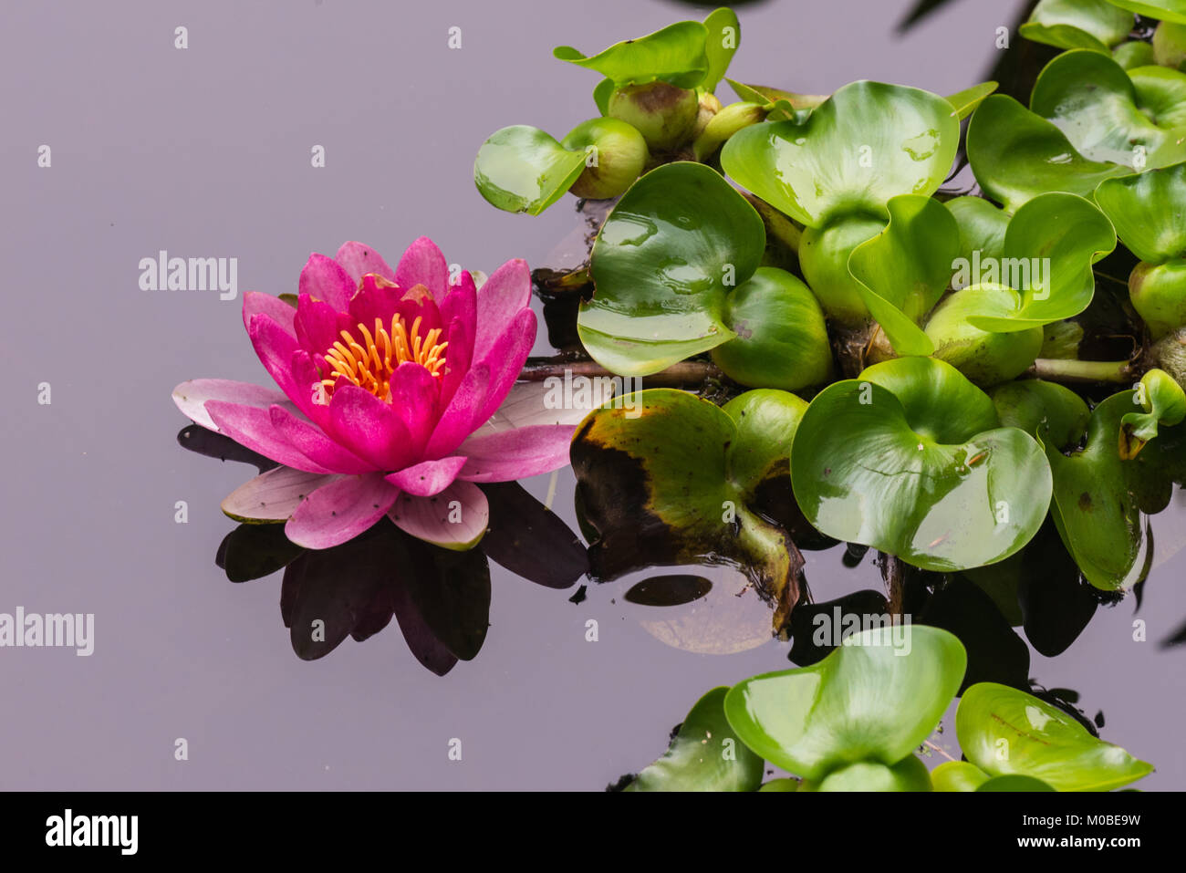 Close up of lily pad hi-res stock photography and images - Alamy