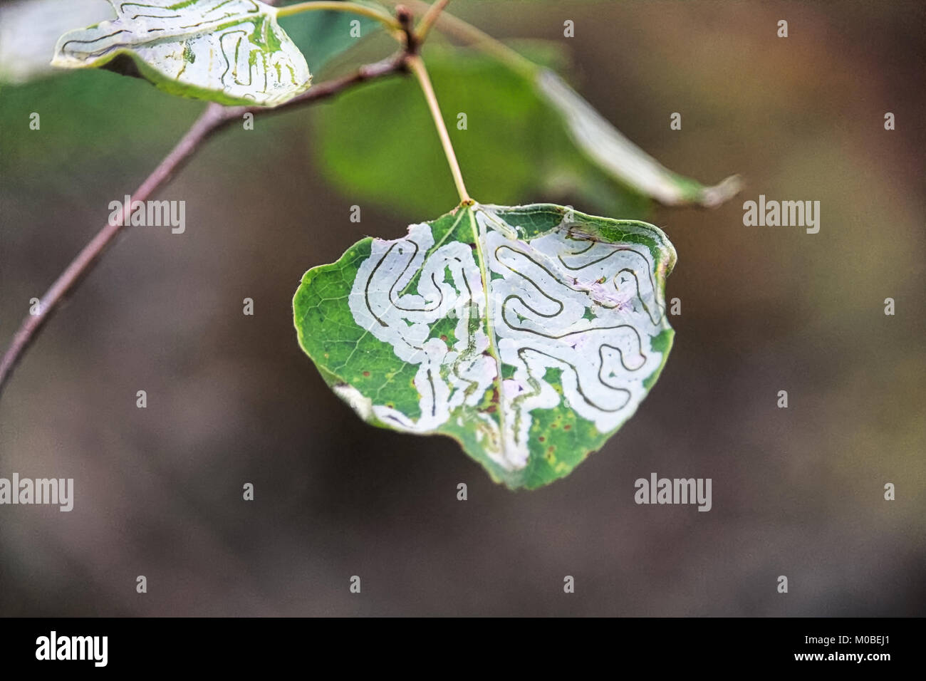 Infested with maggots hi-res stock photography and images - Alamy