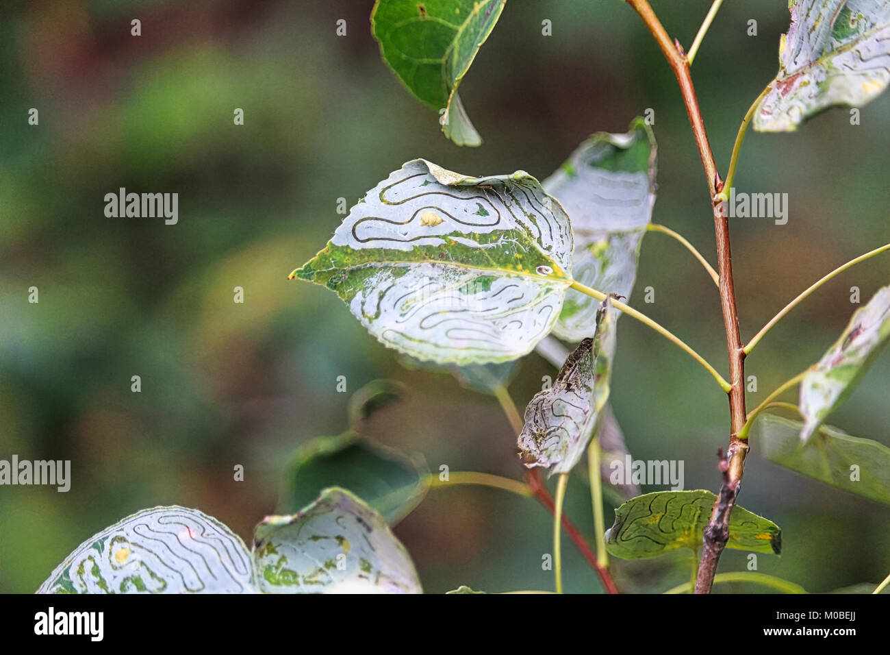 A tree infested with lead miner insects Stock Photo - Alamy