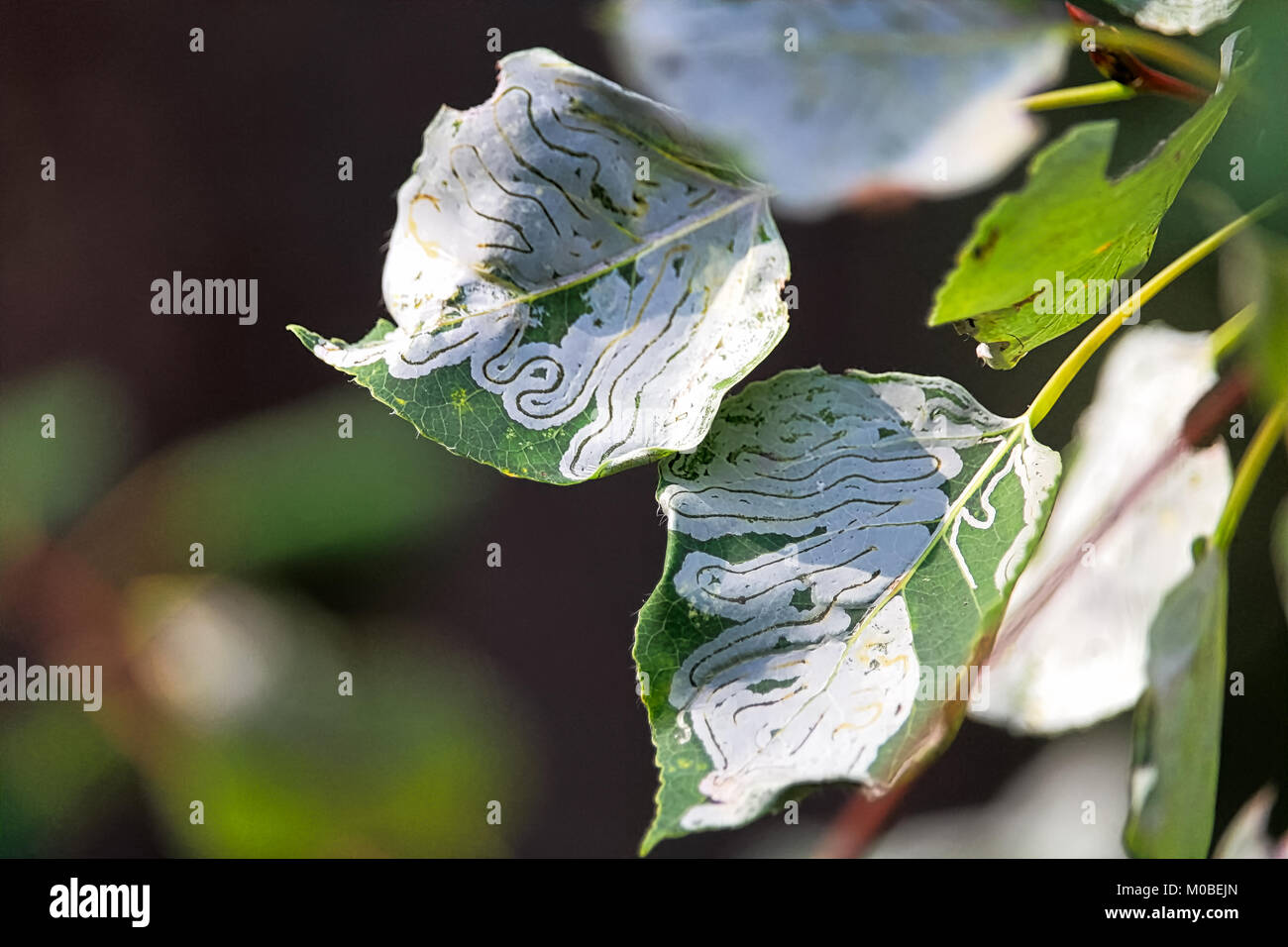 A tree infested with lead miner insects Stock Photo - Alamy