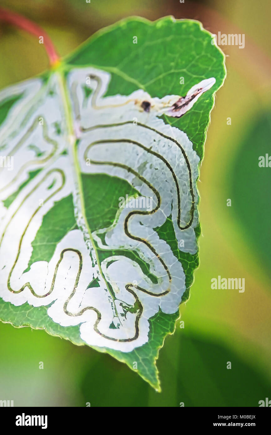 A tree infested with leaf miner insects Stock Photo - Alamy