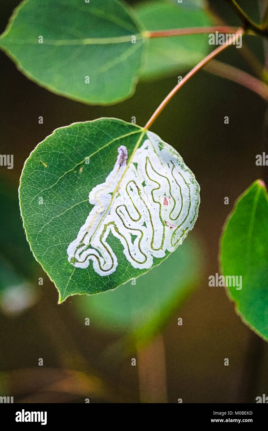 Leaf tissues hi-res stock photography and images - Alamy