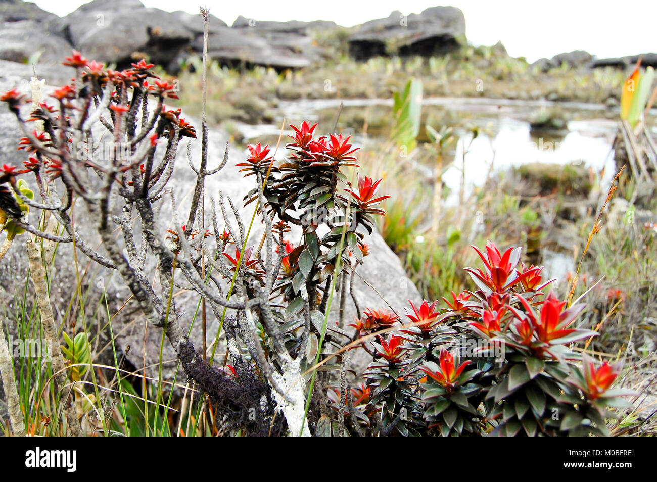 Bonnetia Roraimae Plant - Venezuela Stock Photo - Alamy