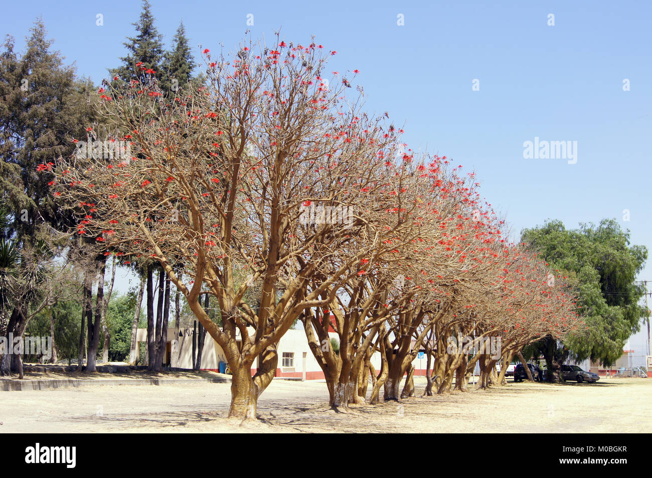 Trees in fowers hi-res stock photography and images - Alamy
