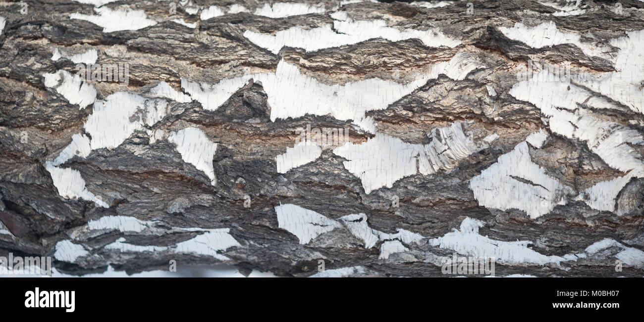 Birch bark texture Stock Photo - Alamy