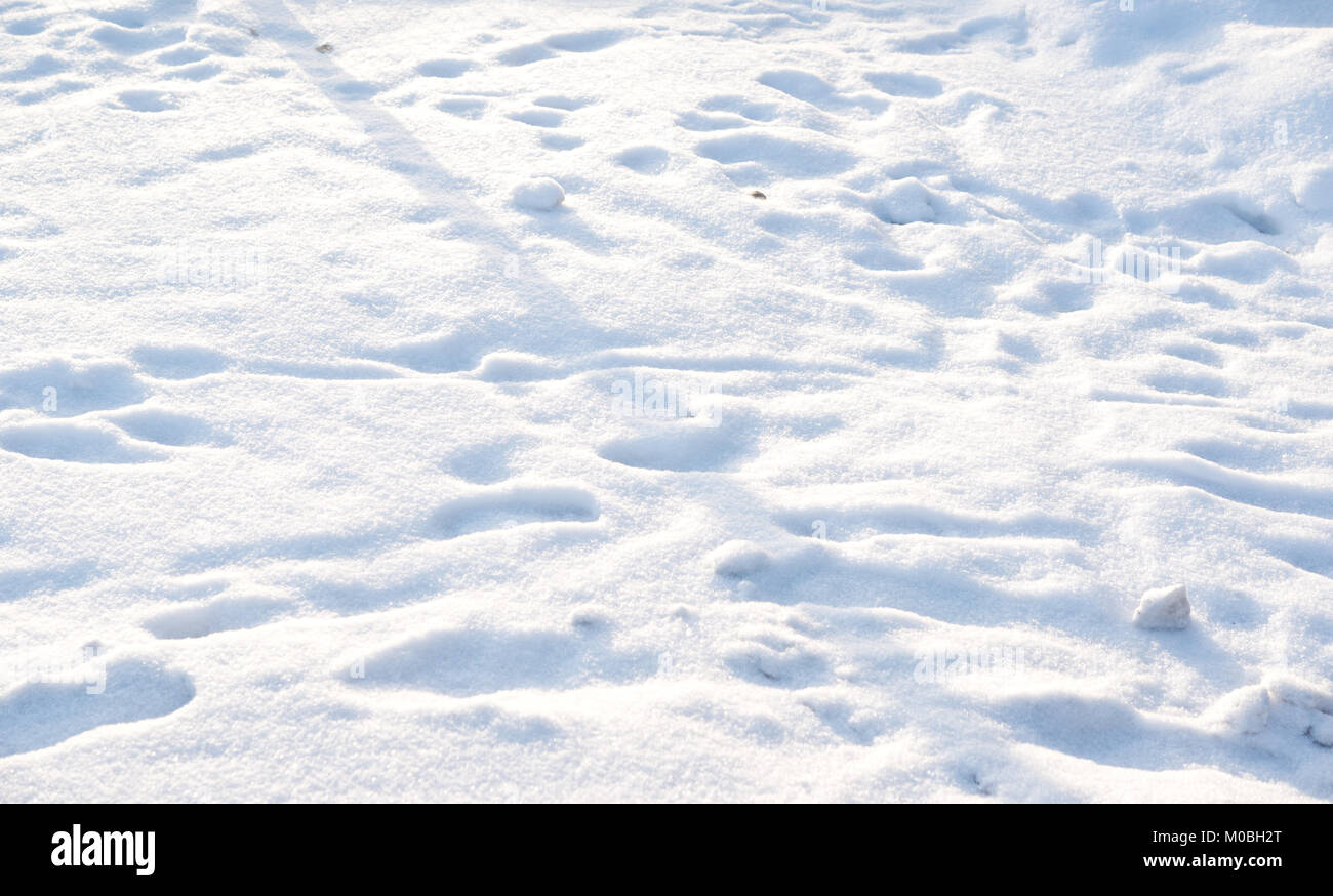 Footprints in the fresh snow Stock Photo - Alamy