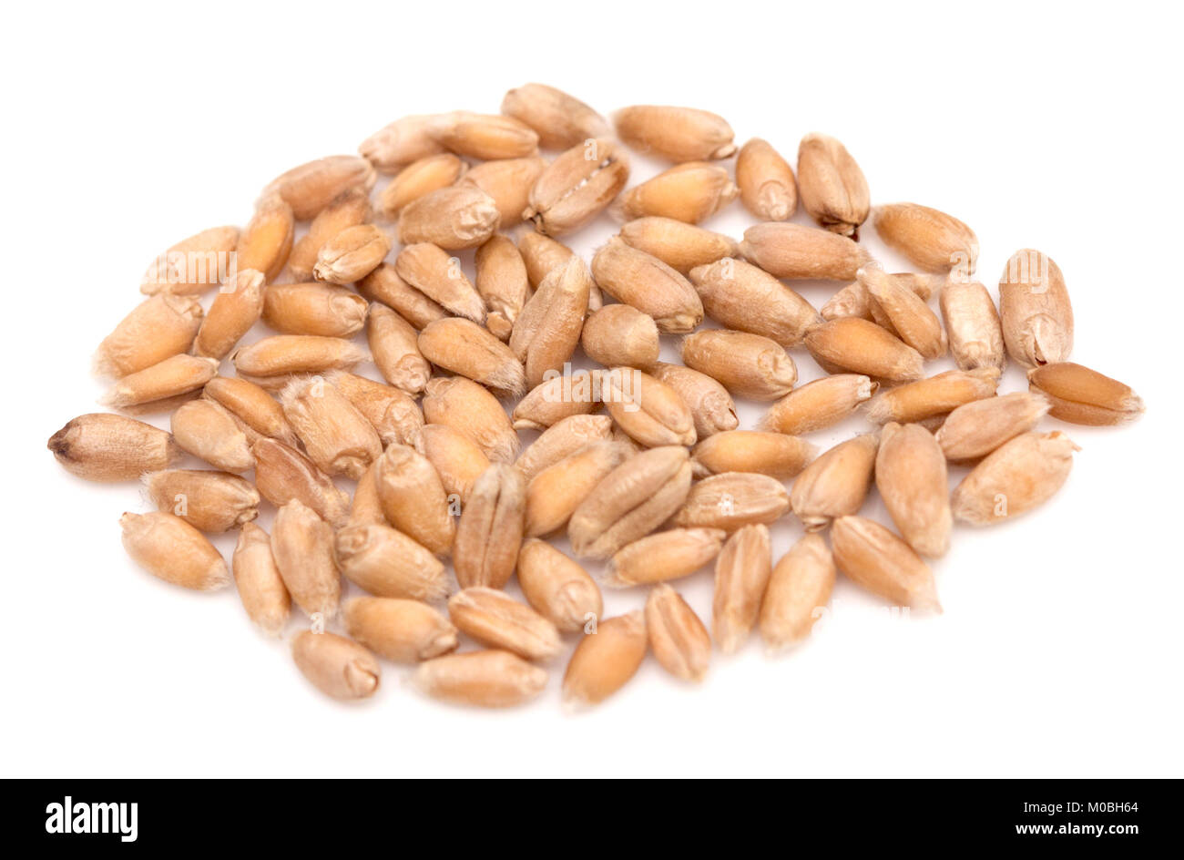 Pile of wheat isolated on white background Stock Photo - Alamy