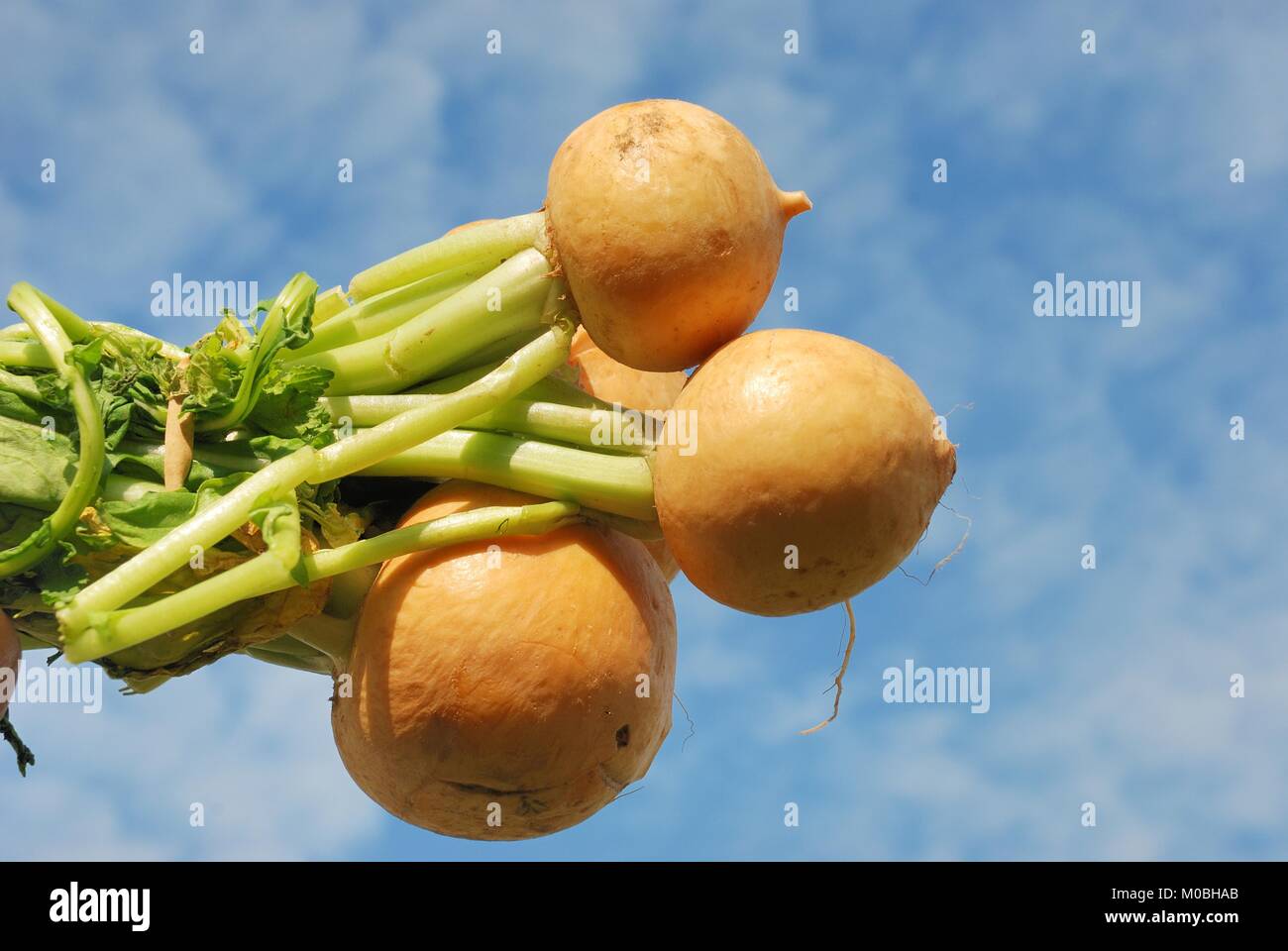 Turnips "golden ball Stock Photo - Alamy