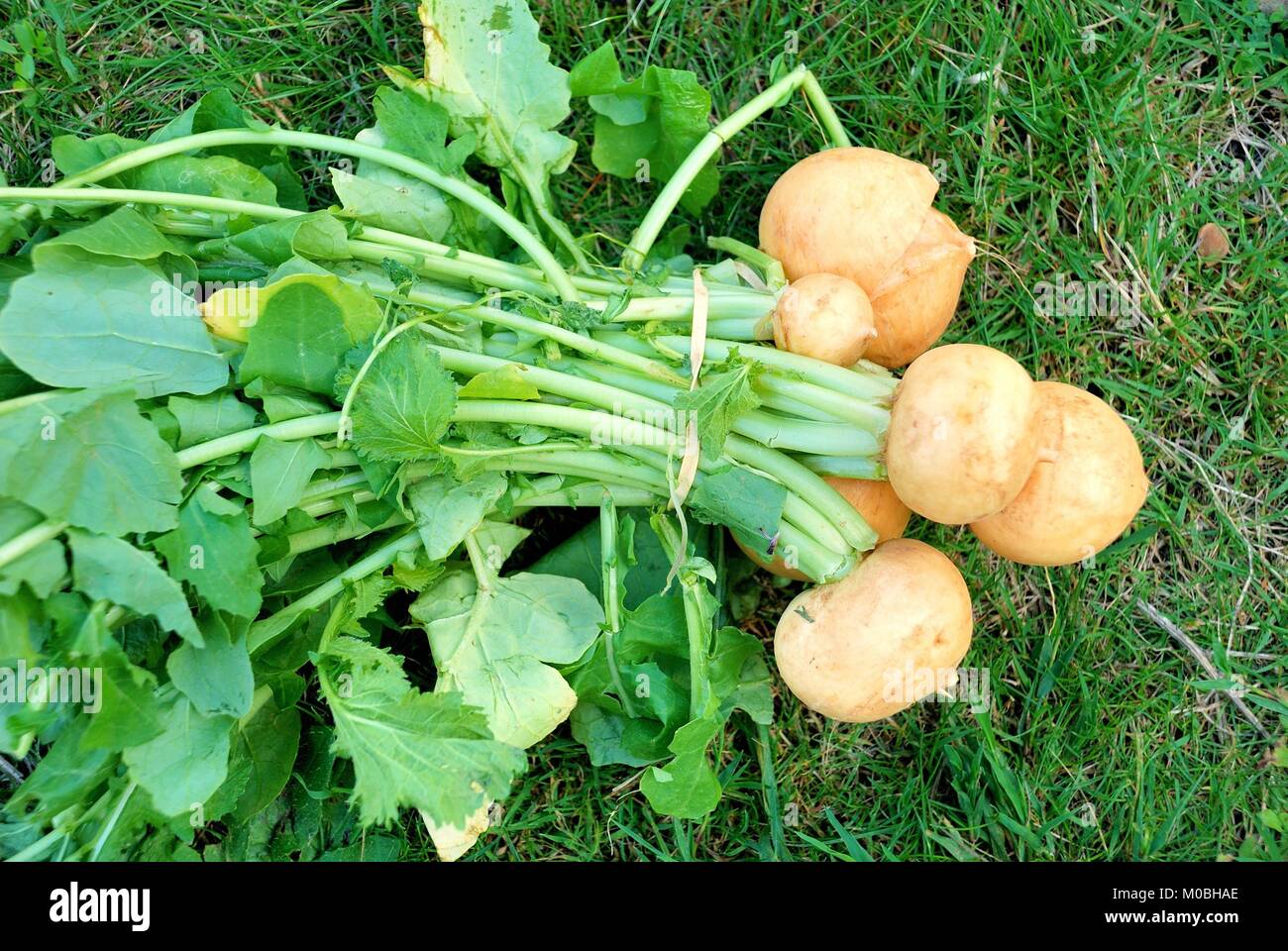 Turnips "golden ball Stock Photo - Alamy