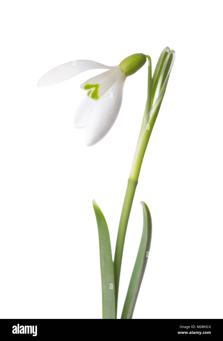 Snowdrop flower isolated on white background Stock Photo - Alamy