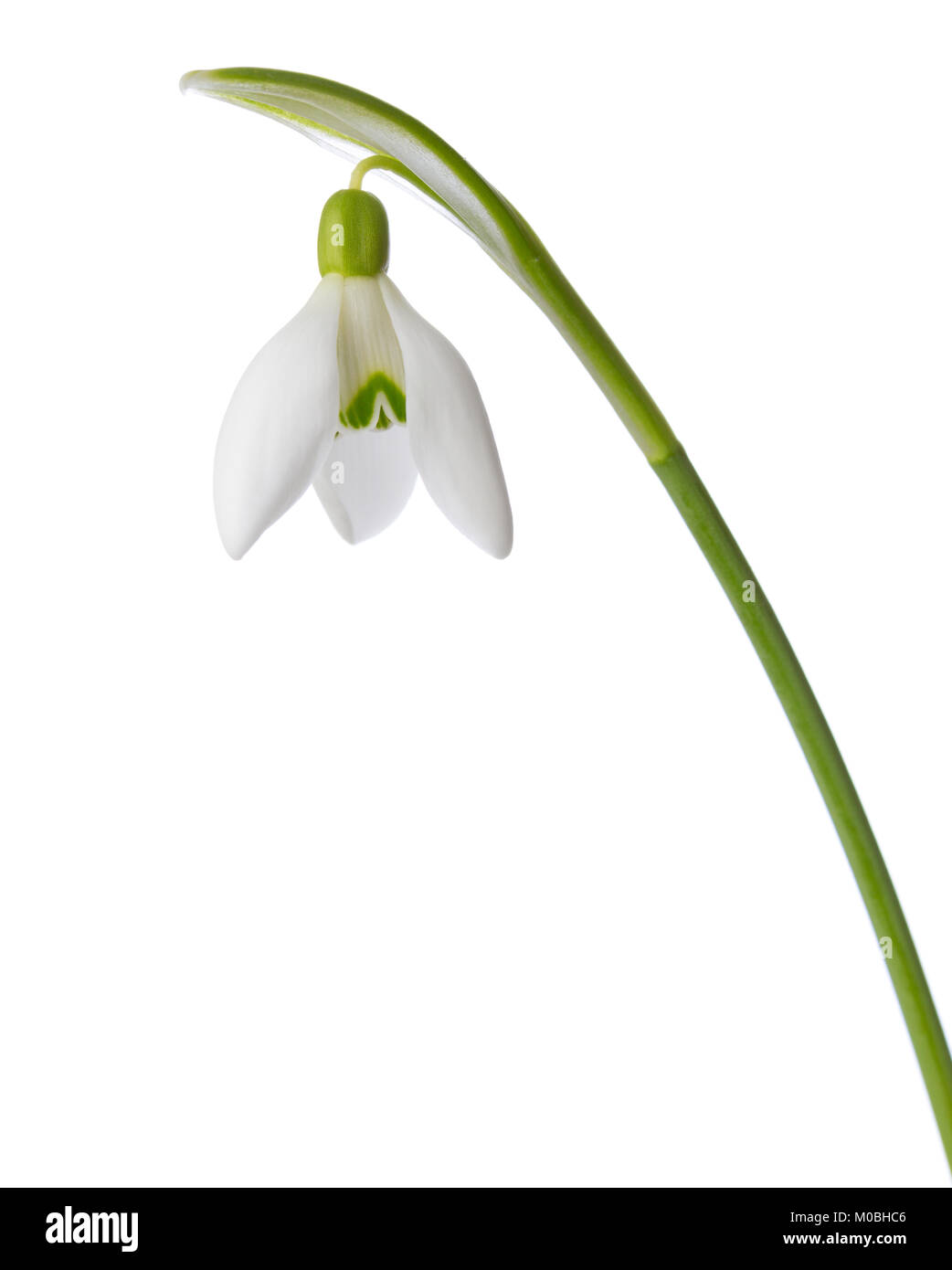 Two snowdrop flowers isolated on white background Stock Photo - Alamy
