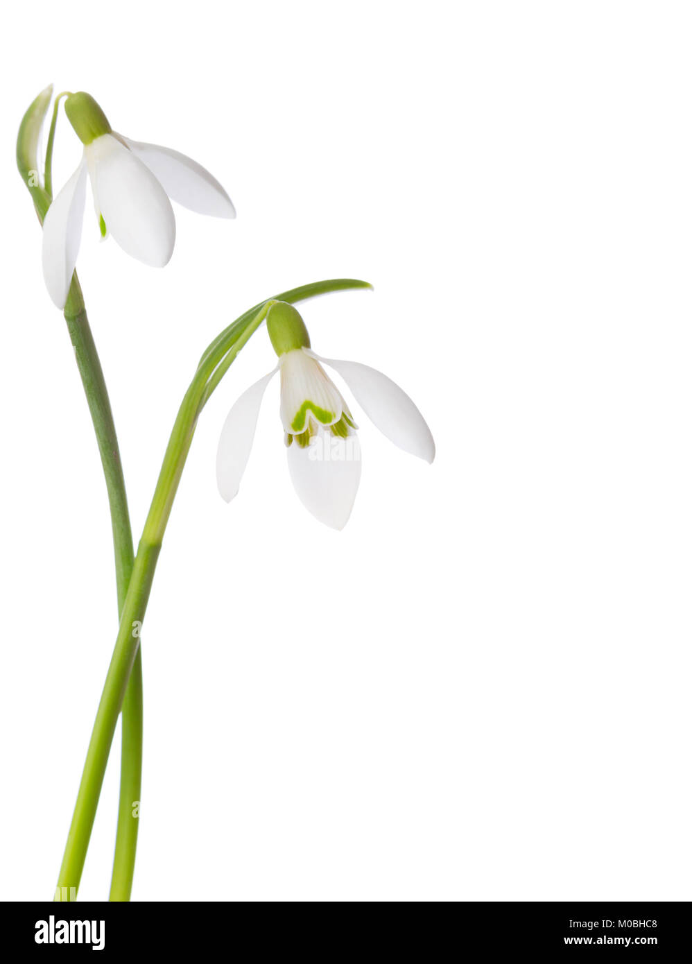Two snowdrop flowers isolated on white background Stock Photo - Alamy