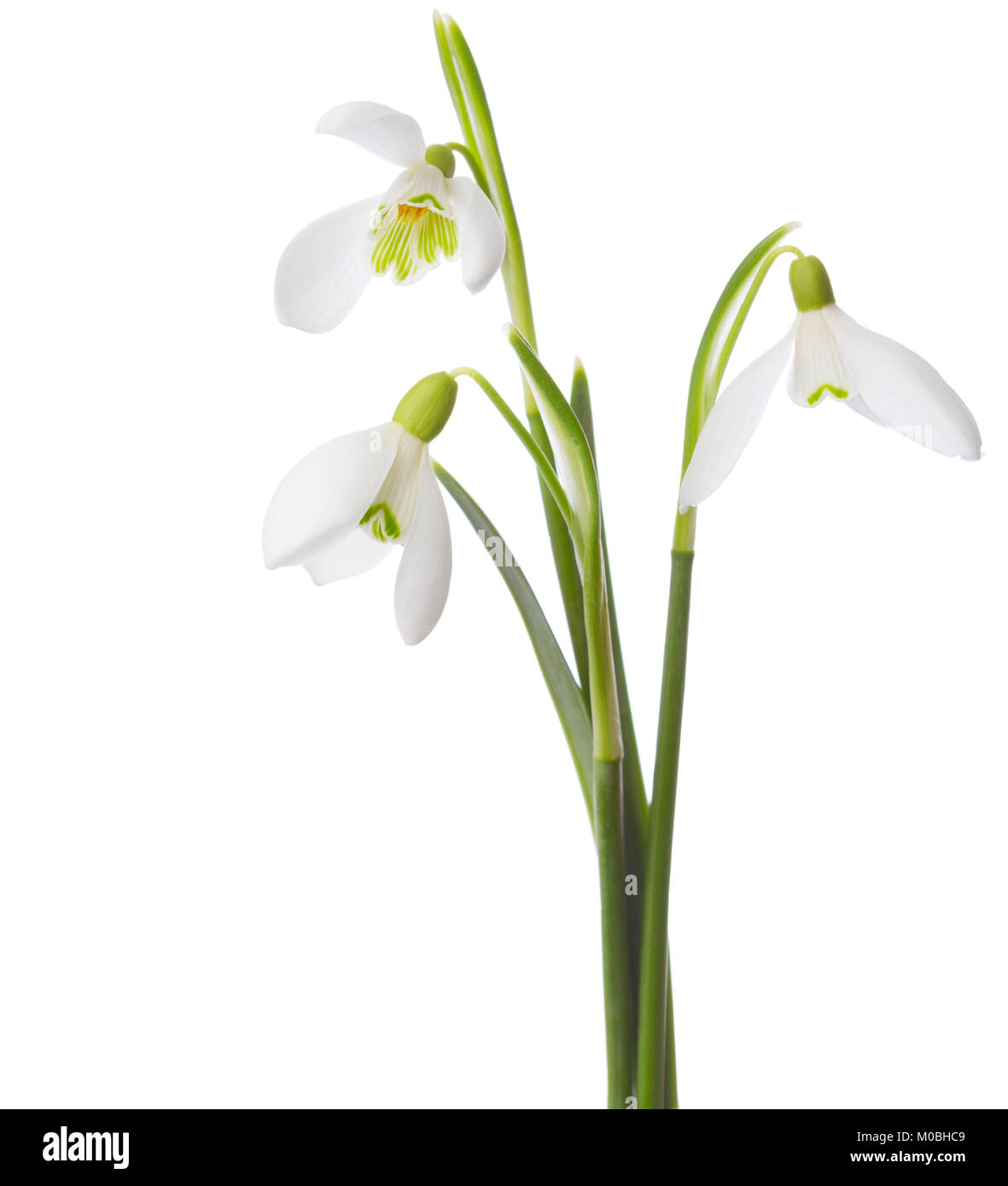 Three snowdrop flowers isolated on white background Stock Photo - Alamy