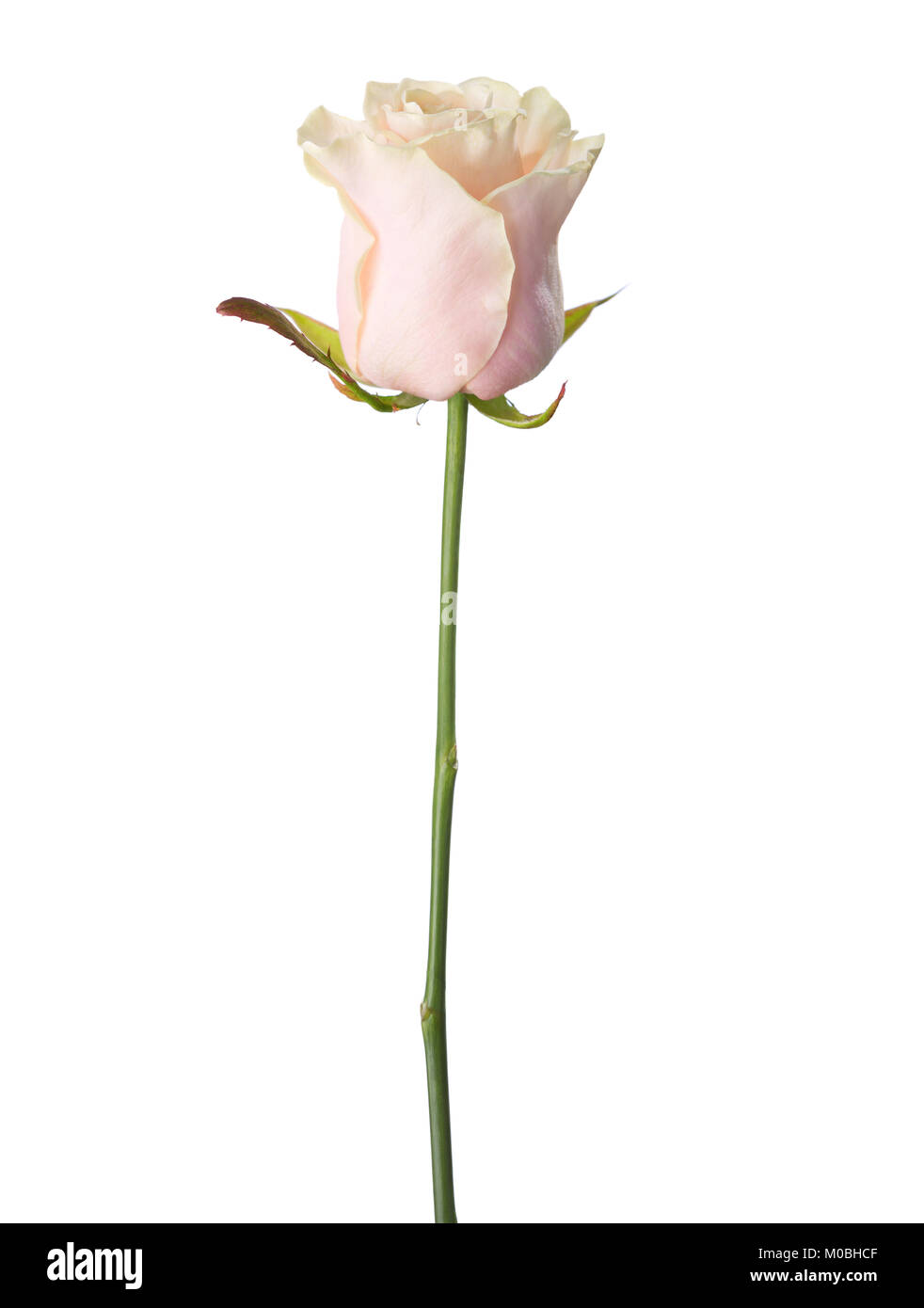 Pale light pink rose isolated on white background Stock Photo - Alamy