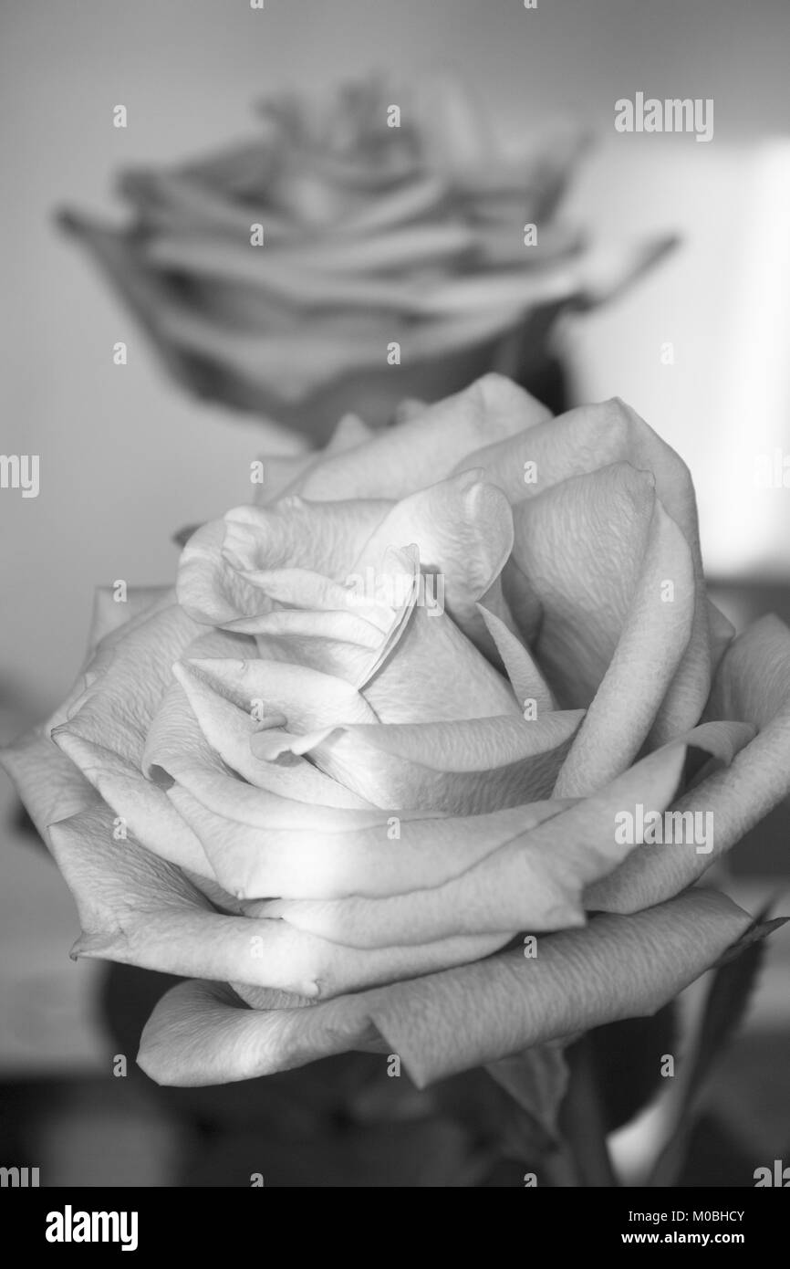 Flower pink background Black and White Stock Photos & Images - Alamy