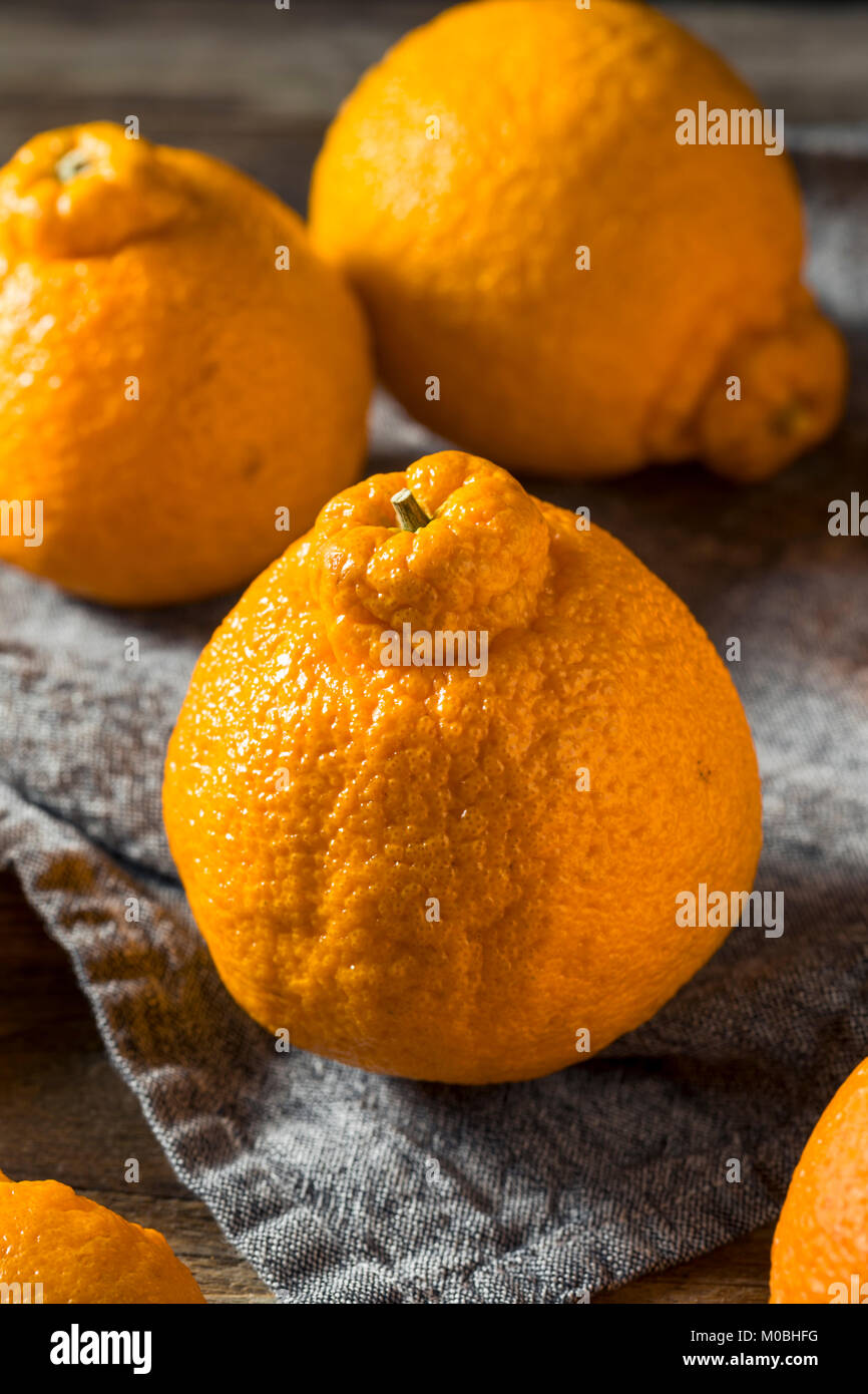 Fresh Raw Sumo Oranges Ready to Eat Stock Photo - Alamy