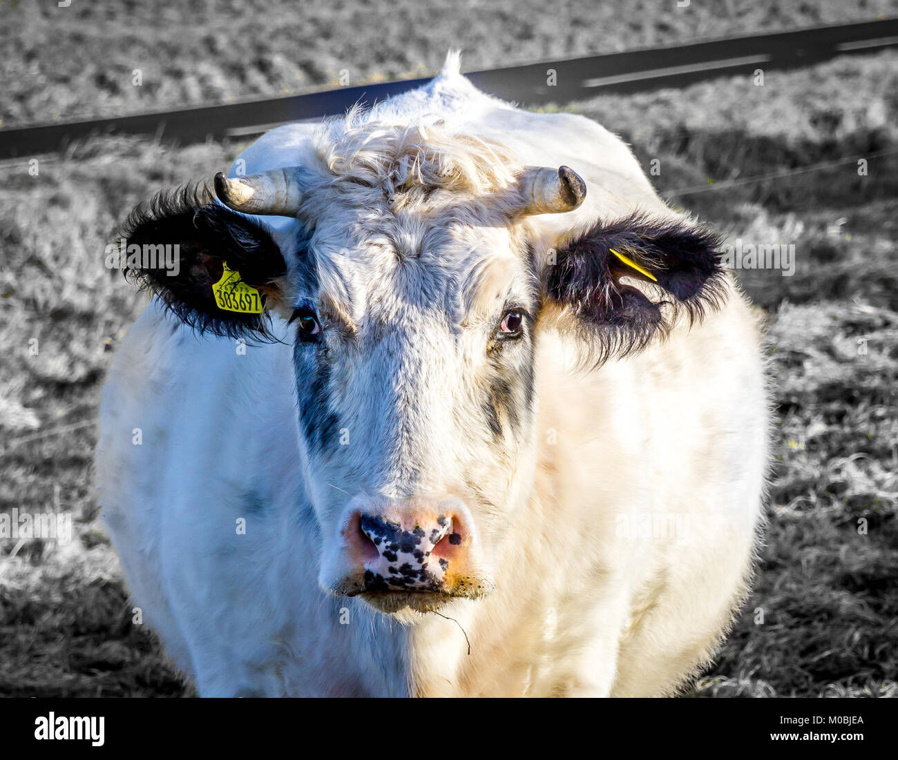 Daisy The Cow High Resolution Stock Photography and Images - Alamy
