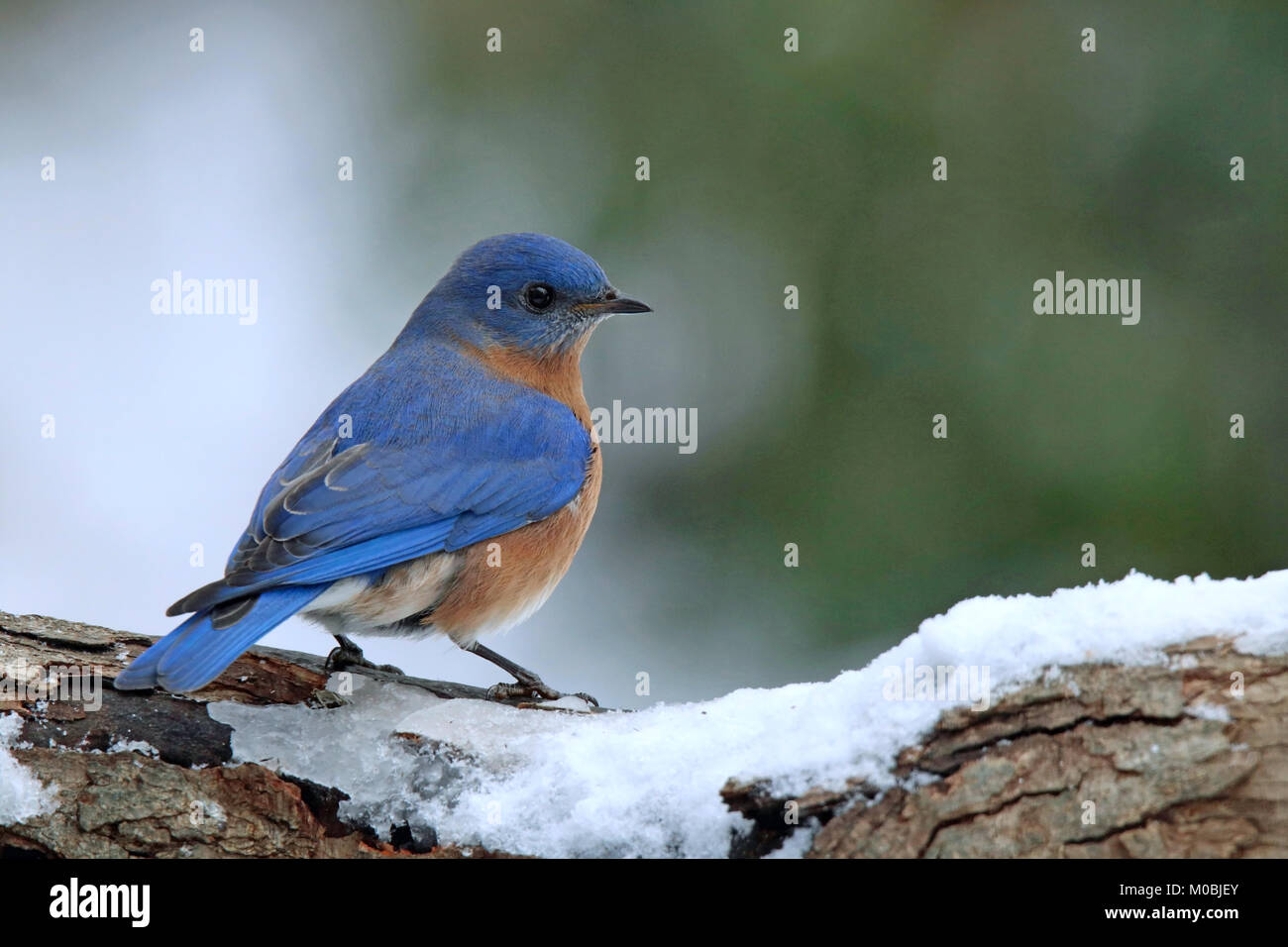 Male blue bird hi-res stock photography and images - Alamy
