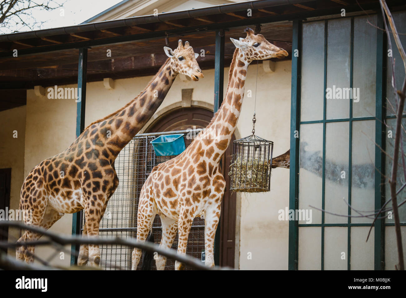 two adult African giraffe near a bird feeder in the cold season Stock ...