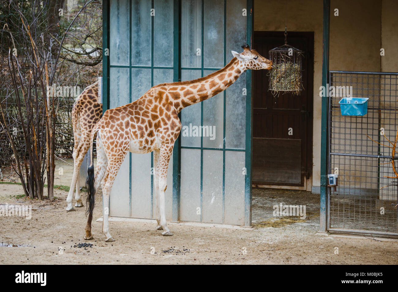 An adult African giraffe near a feeder with food eats hay. Next to him ...