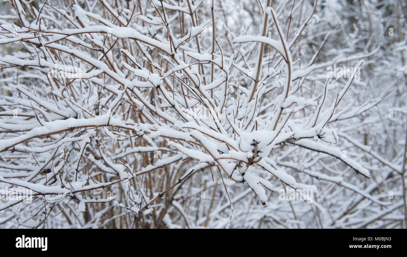 Frozen tree branch. snow on tree snow and branch texture background ...
