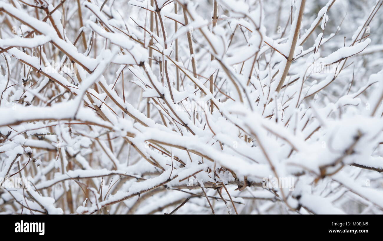Frozen tree branch. snow on tree snow and branch texture background ...