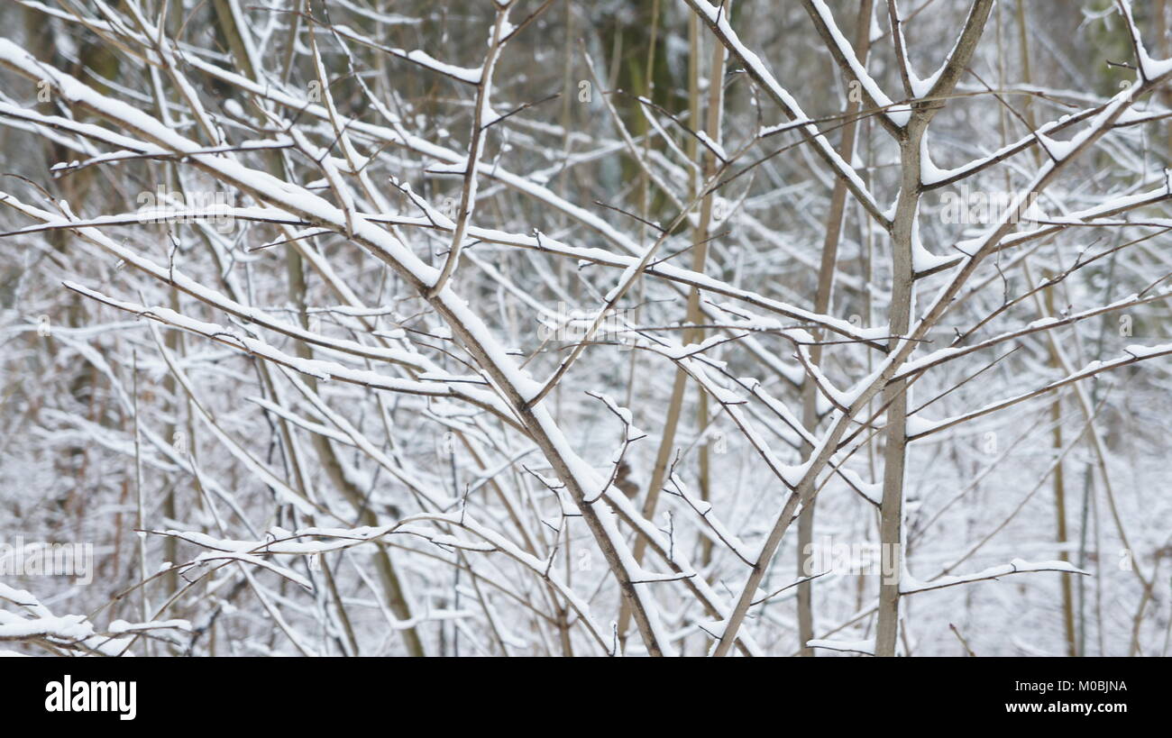 Frozen tree branch. snow on tree snow and branch texture background ...