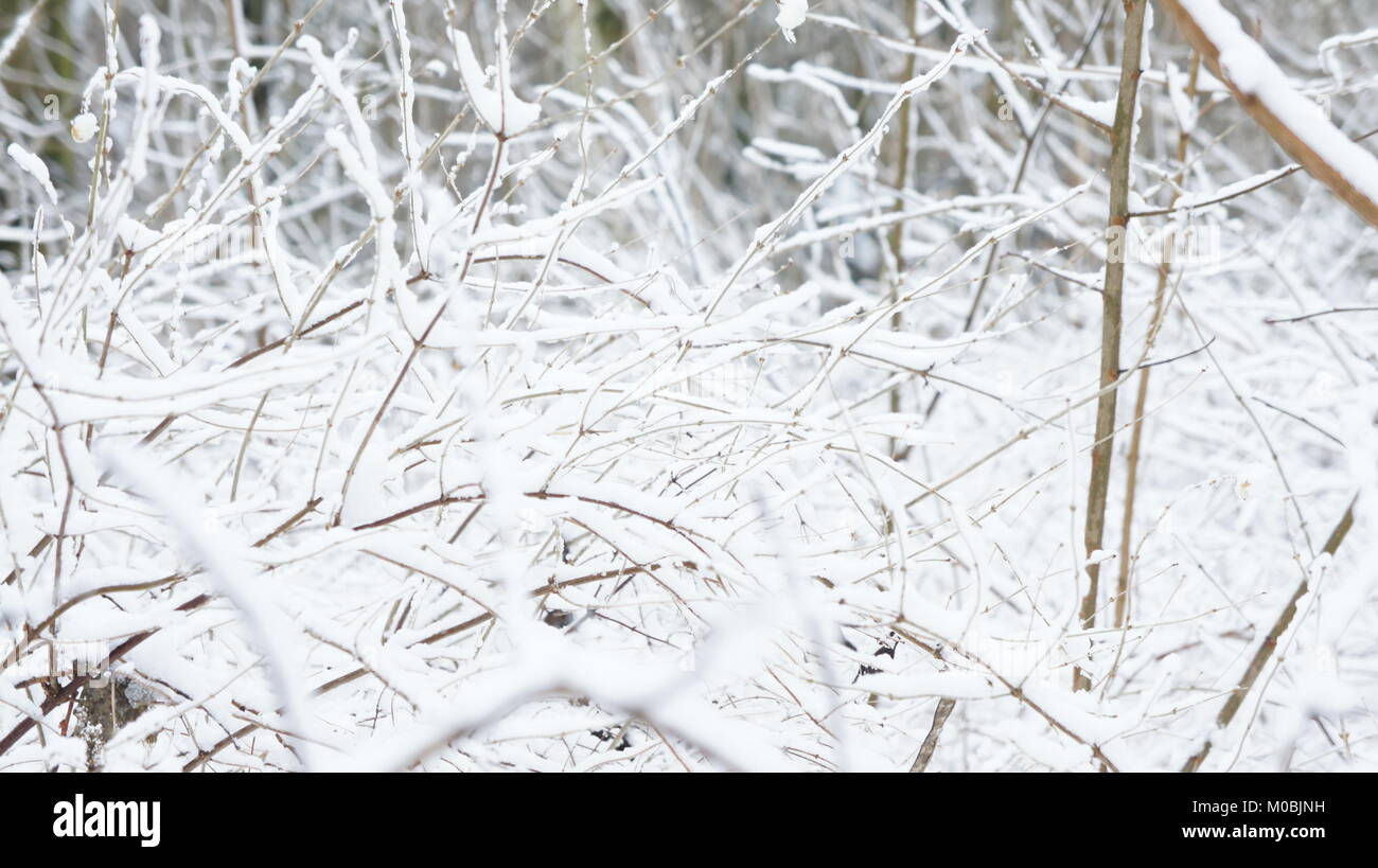 Frozen tree branch. snow on tree snow and branch texture background ...