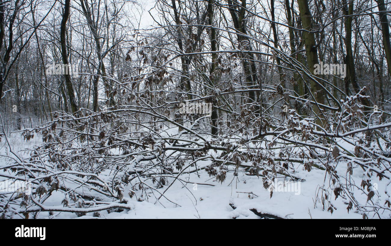 Frozen tree branch. snow on tree snow and branch texture background ...