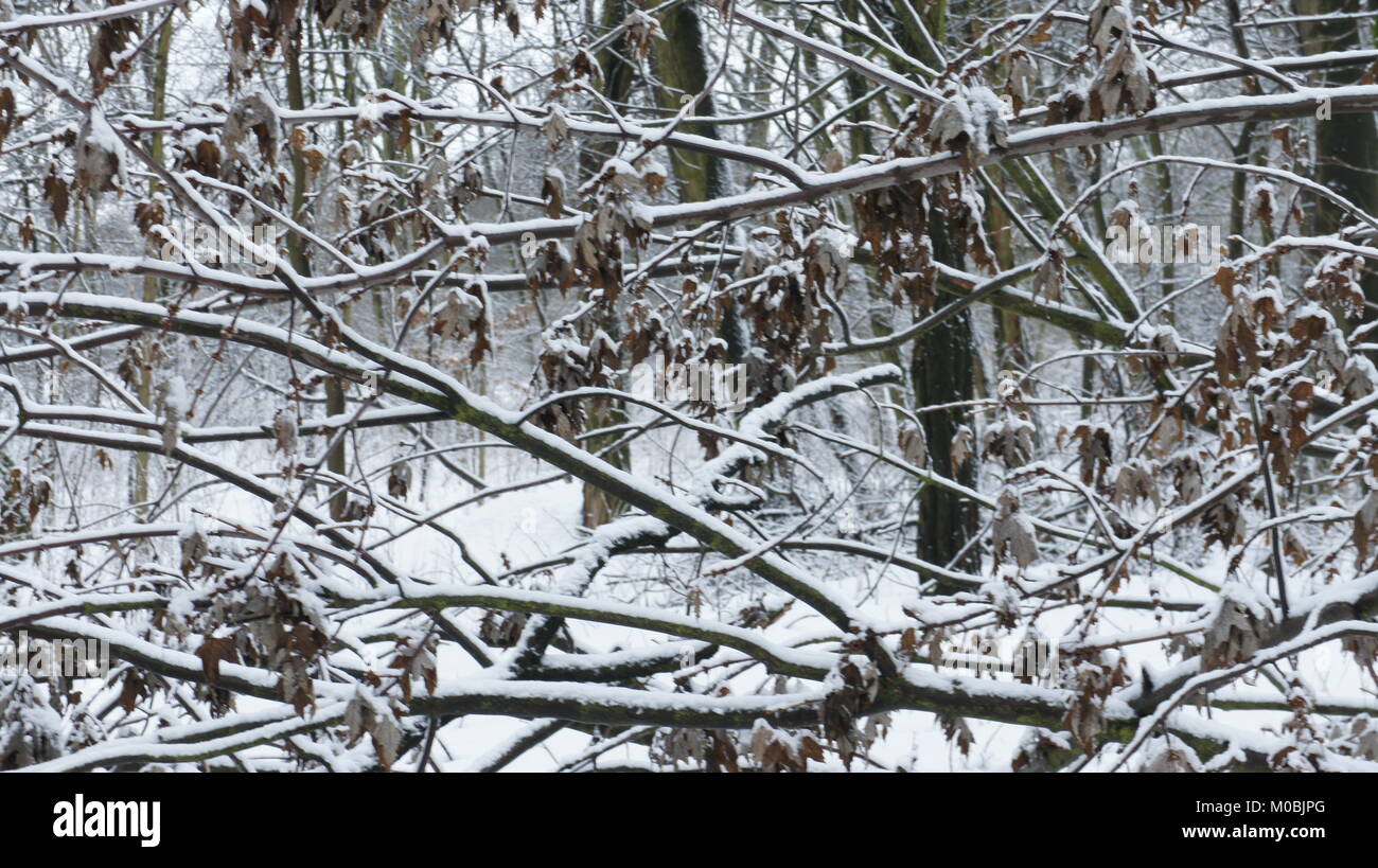 Frozen tree branch. snow on tree snow and branch texture background ...